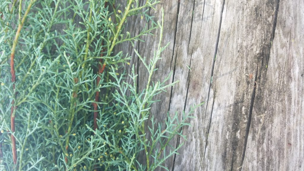 Carolina Sapphire Greens - Home-Grown Greens | Alpha Fern