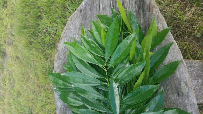 Cocculus | Home-Grown Tropical Greens - Alpha Fern