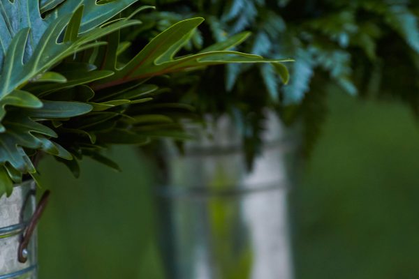 Eucalyptus, Nagi & Salal Garlands - Alpha Fern