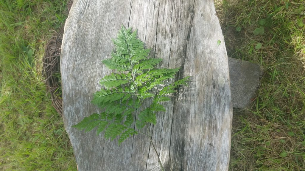 Cleopatra Fern, Fancy Fern - Home-Grown Greens | Alpha Fern
