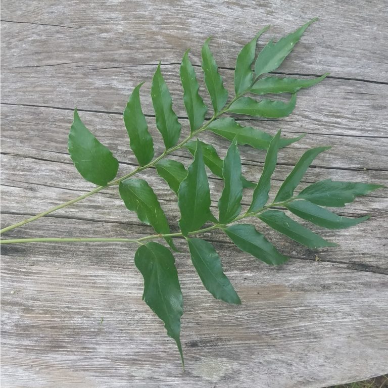 Wreaths and Garlands | Ferns and Foliage | Alpha Fern