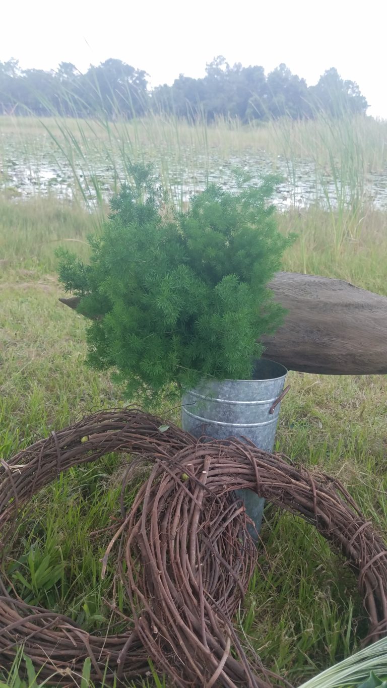 Ming Fern | Home-Grown Greens - Alpha Fern