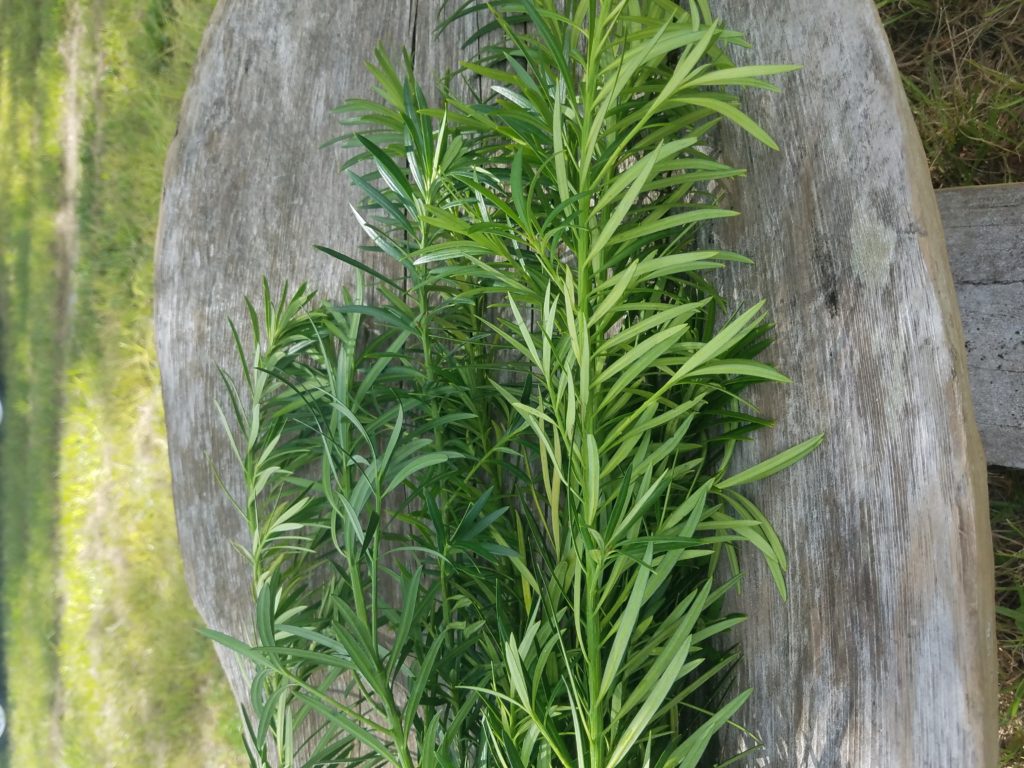 Podocarpus Macrophylla - Alpha Fern Home-Grown Greens
