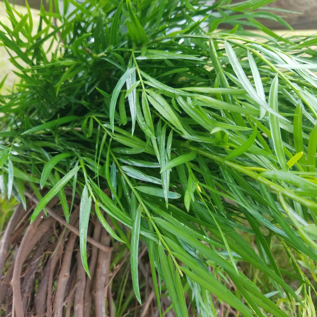 Podocarpus Macrophylla - Alpha Fern Home-Grown Greens