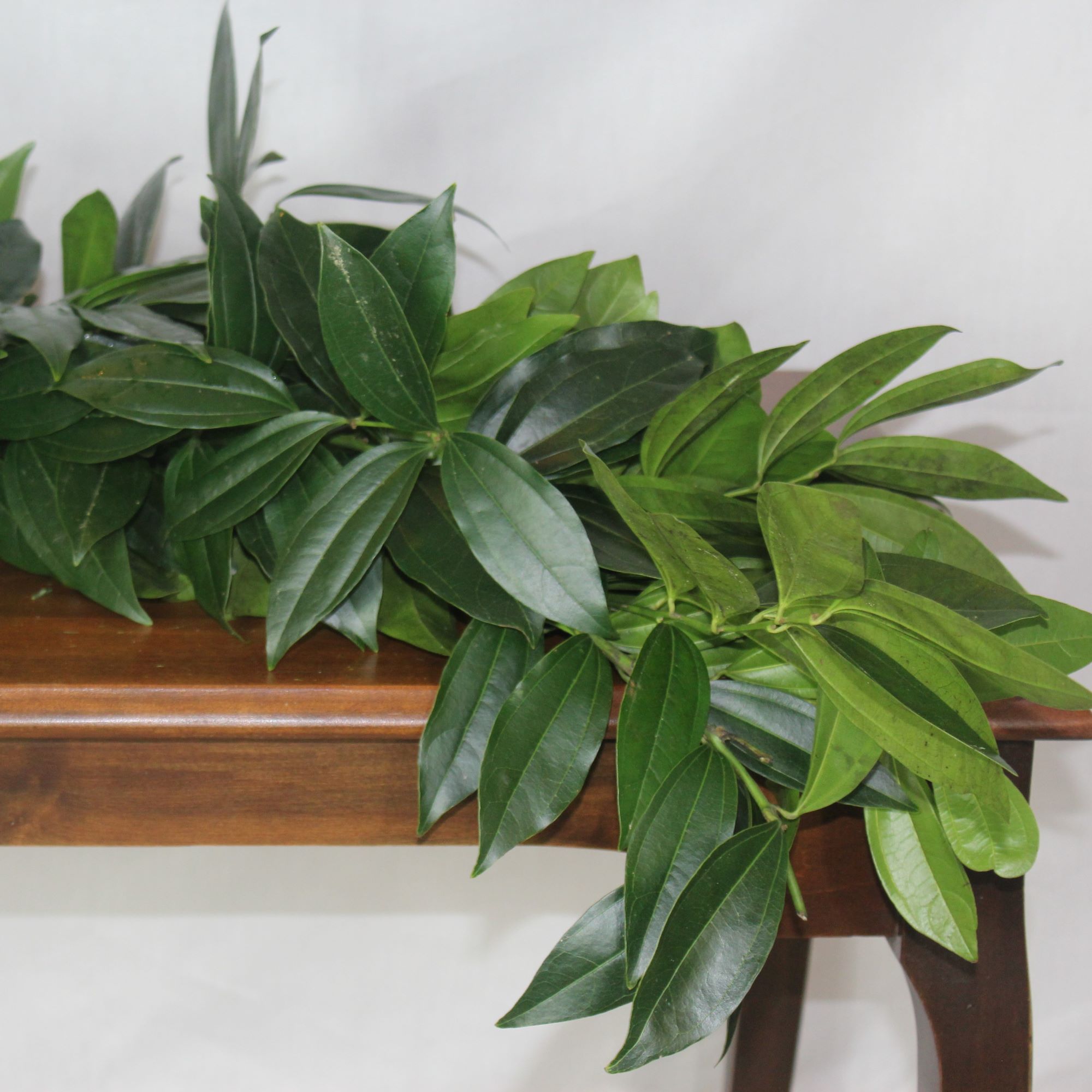 Cocculus Garlands | Leafy & Tropical Garlands | Alpha Fern