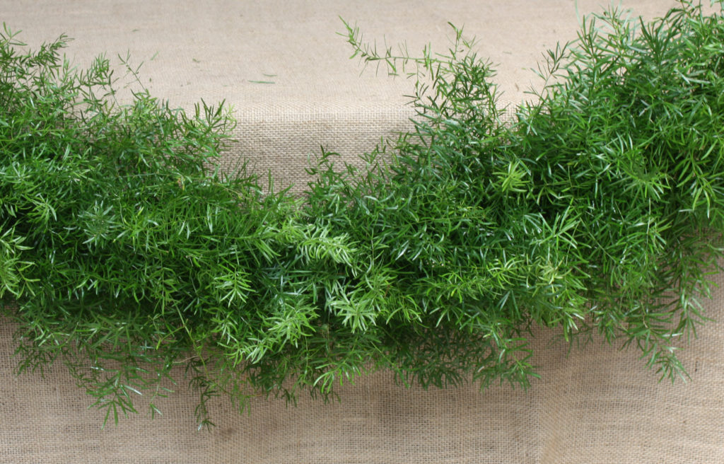 Sprengeri Only - Alpha Fern