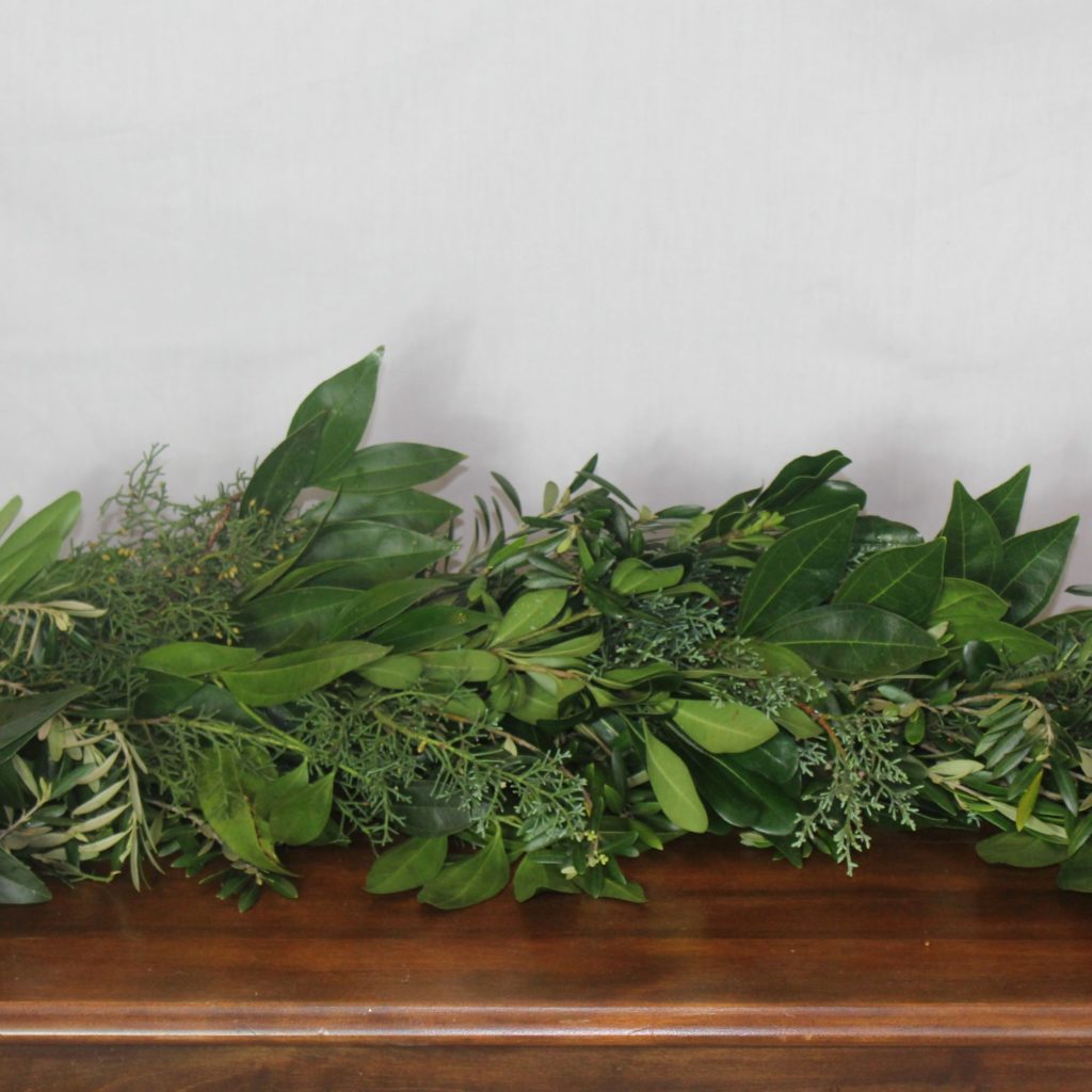 Cedar, Cocculus, Olive & Pittosporum - Alpha Fern
