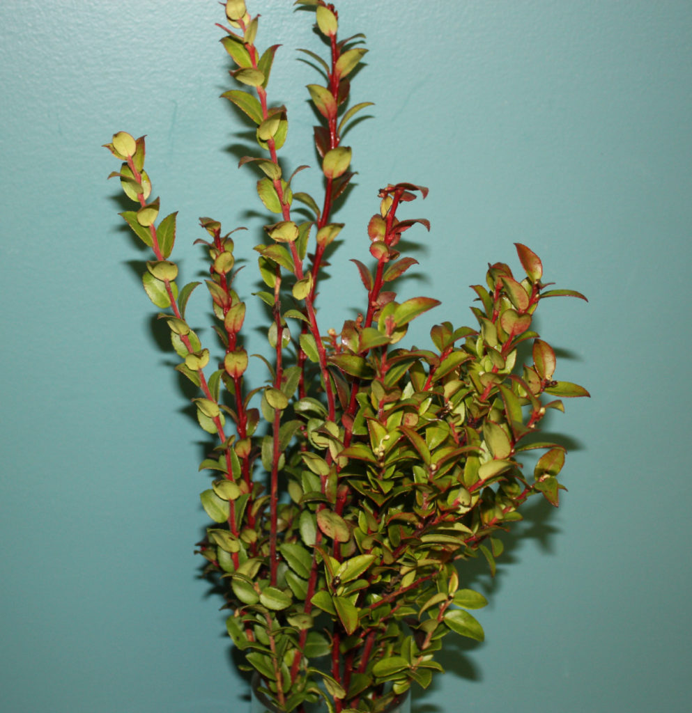 Huck | Cut Floral Greens - Alpha Fern