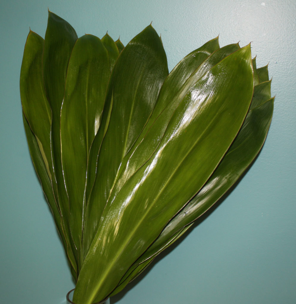 Ti Leaves, Cordyline Terminalis - Alpha Fern