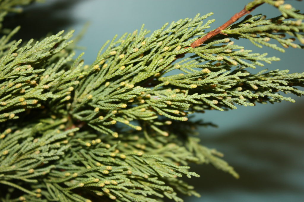 Gold Tip Cedar Home-Grown Greens - Alpha Fern