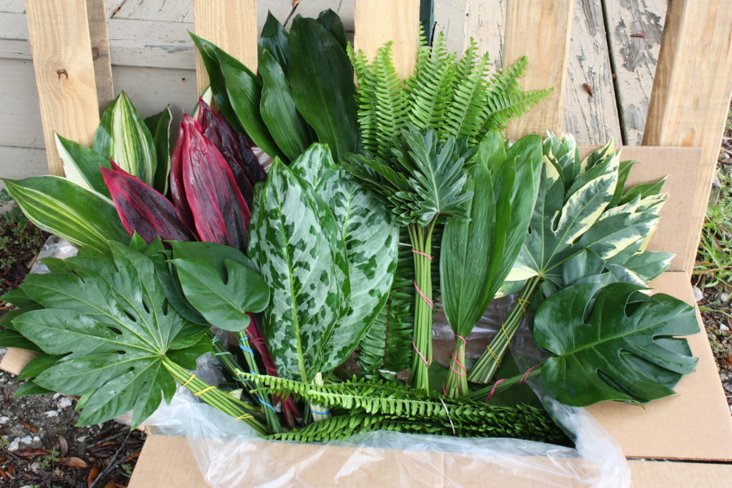 Assorted Foliage Box, Clear Glass Designs - Alpha Fern