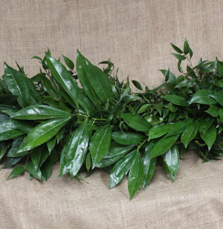 Cocculus & Italian Ruscus - Alpha Fern Company
