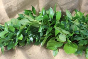 Florida Ruscus, Italian Ruscus & Salal - Alpha Fern