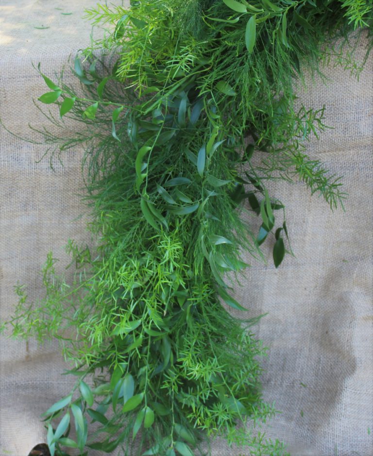 Italian Ruscus, Sprengeri & Tree Fern - Alpha Fern
