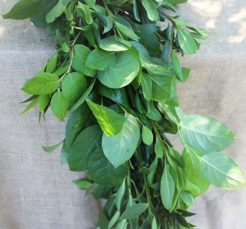 Nagi, Pittosporum & Salal - Alpha Fern