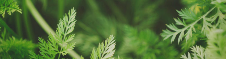 Get to Know Alpha Fern | Florida Native Ferns | Blog