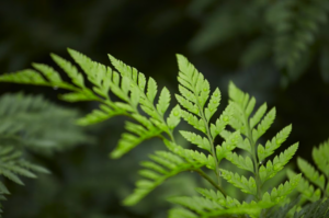 Get to Know Alpha Fern | Florida Native Ferns | Blog