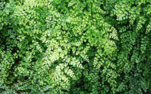 10 Unique Filler Greens for Bouquets | Alpha Fern
