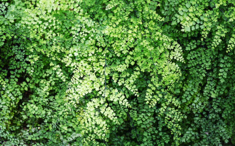 Greenery for Flower Arrangements | Alpha Fern